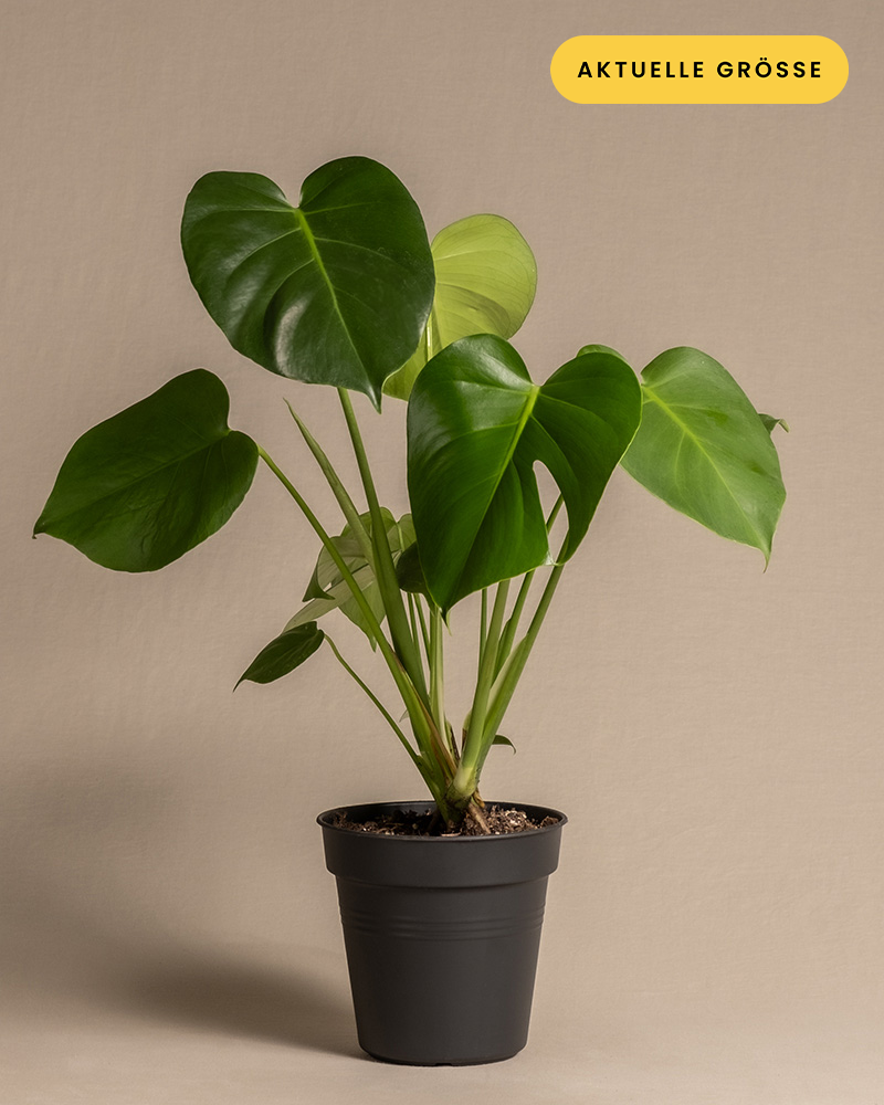 Monstera - Pflege und Arten [Pflanzenlexikon] – feey GmbH