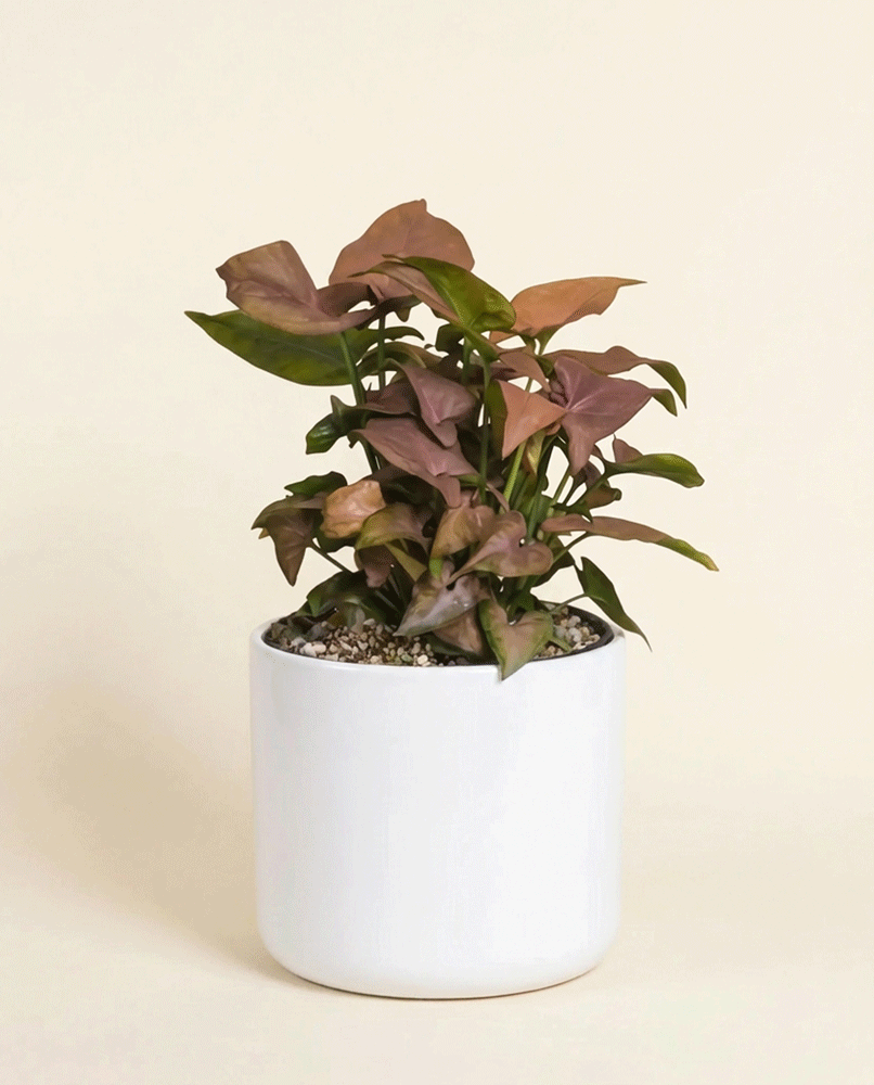 Syngonium podophyllum 'Neon' | feey Zimmerpflanzen – feey GmbH