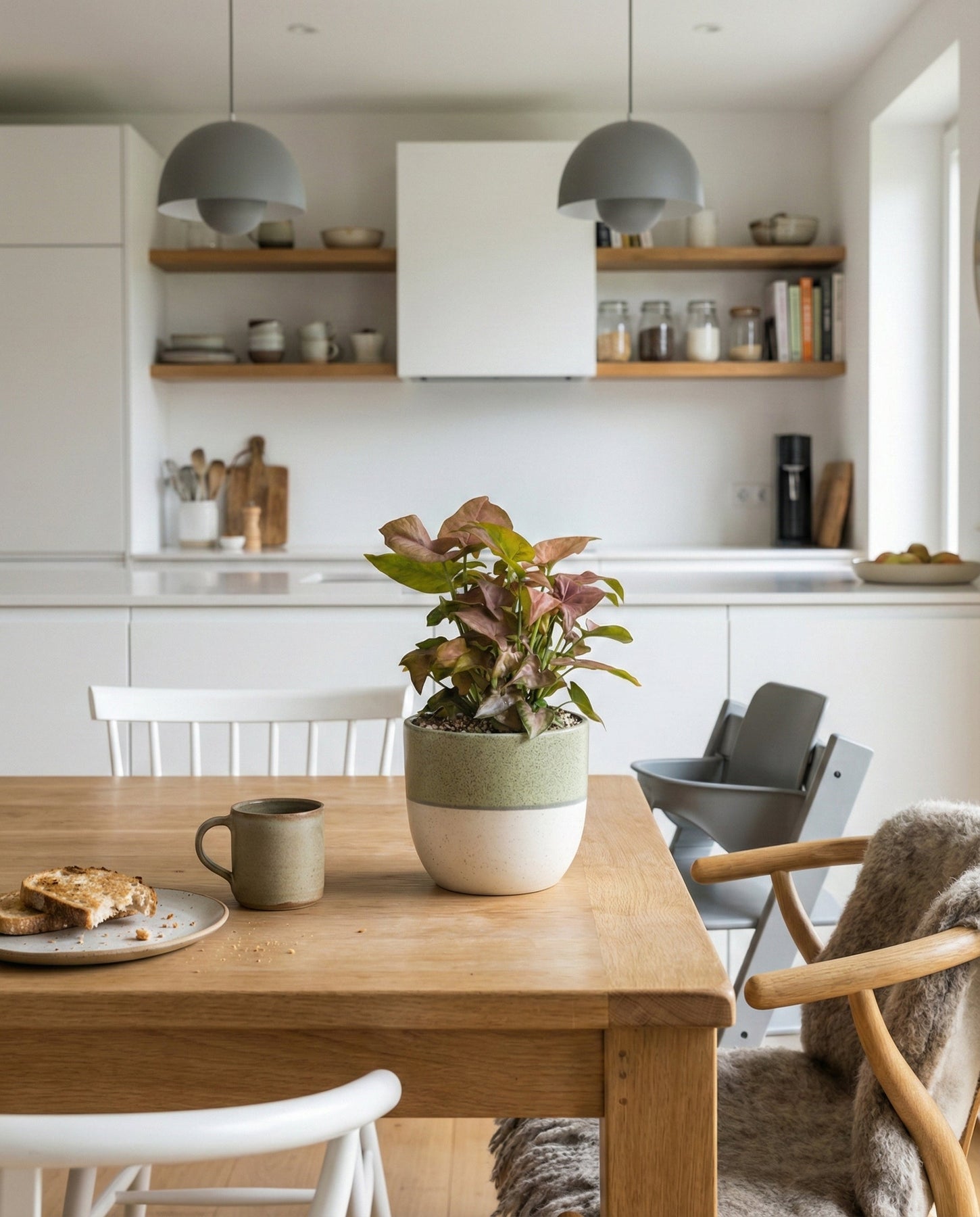 Syngonium podophyllum 'Neon' | feey Zimmerpflanzen – feey GmbH