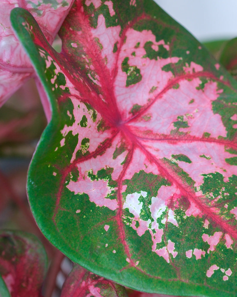 Caladium - Pflege und Fakten [Pflanzenlexikon] – feey GmbH