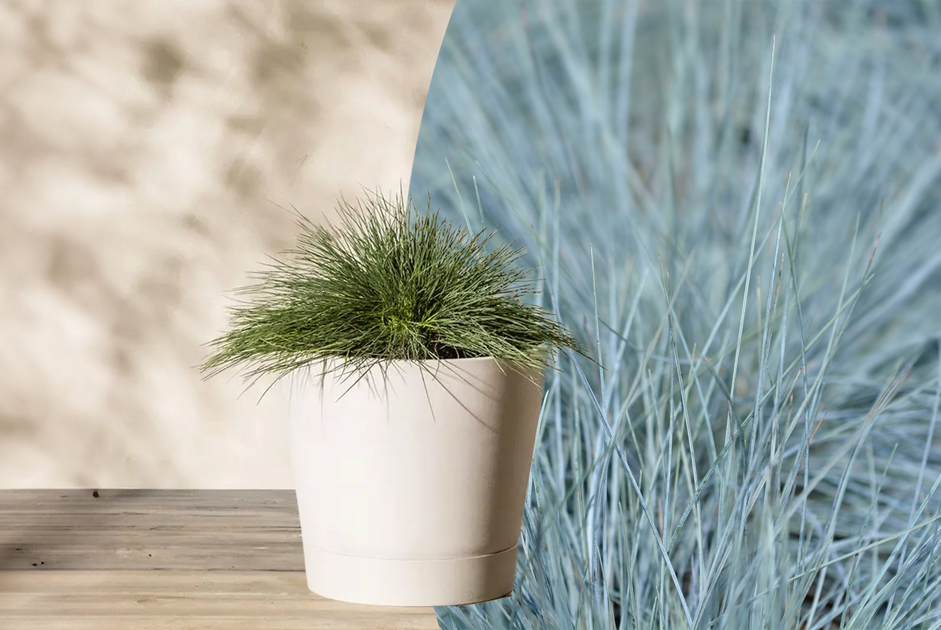 Festuca – Pflege und Fakten [Pflanzenlexikon] – feey GmbH