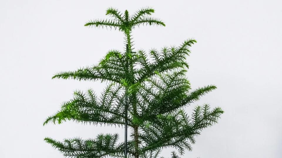 Zimmertanne - Pflege und Arten [Pflanzenlexikon] – feey GmbH