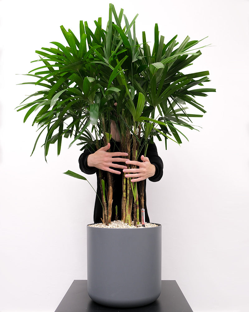 🌴 Top Palmen für dein Wohnzimmer [Liste 2022] – feey GmbH